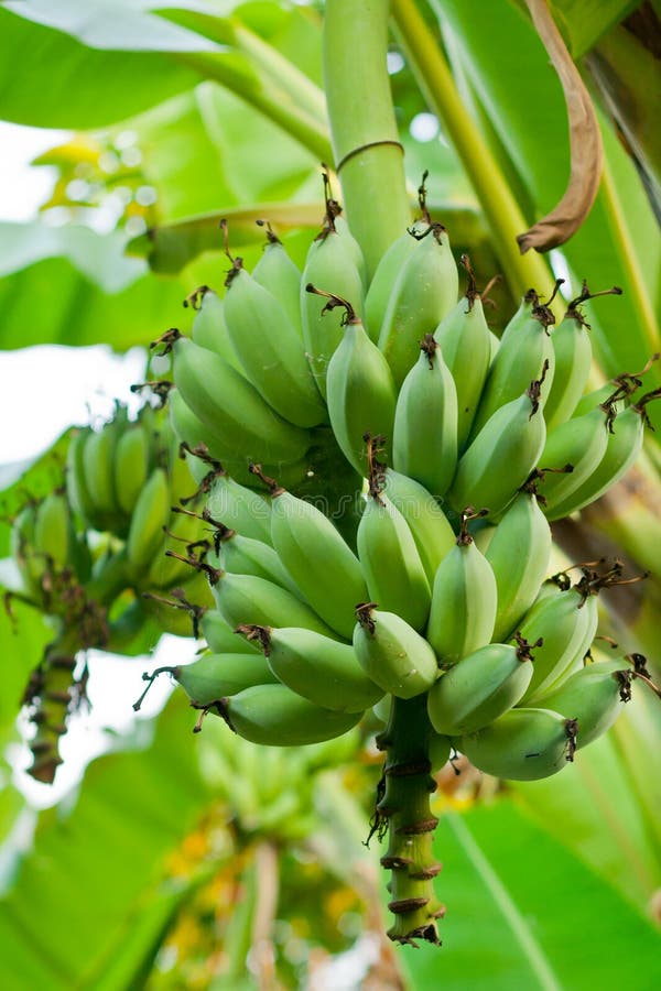 Raw banana. stock photo. Image of branch, leaf, nature - 26265252