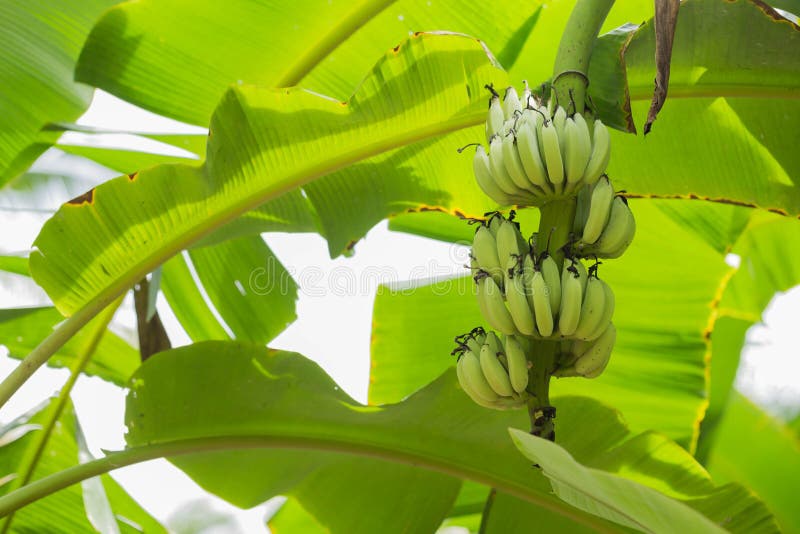 Raw banana stock photo. Image of branch, food, fresh - 80008254