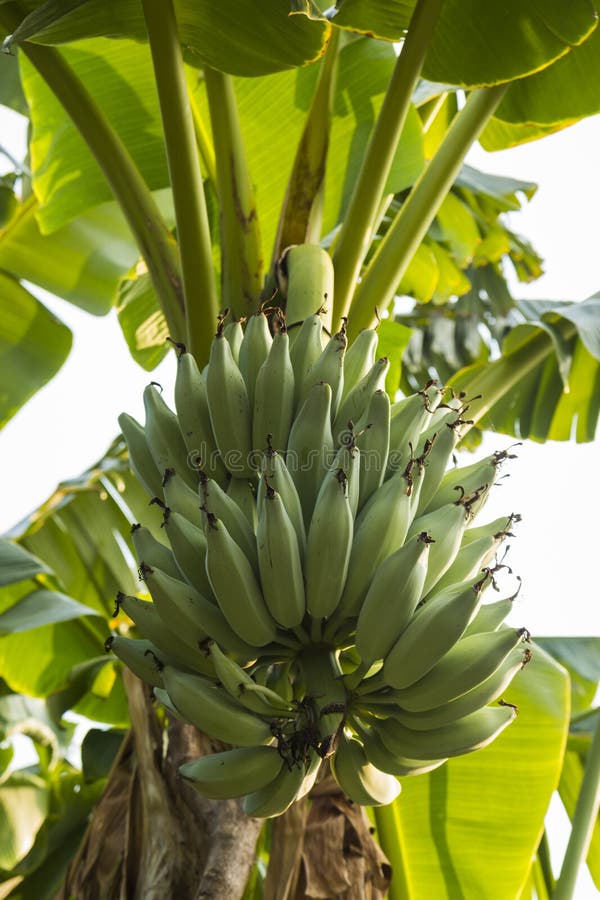 Raw banana bundle from low stock image. Image of fresh - 248748509