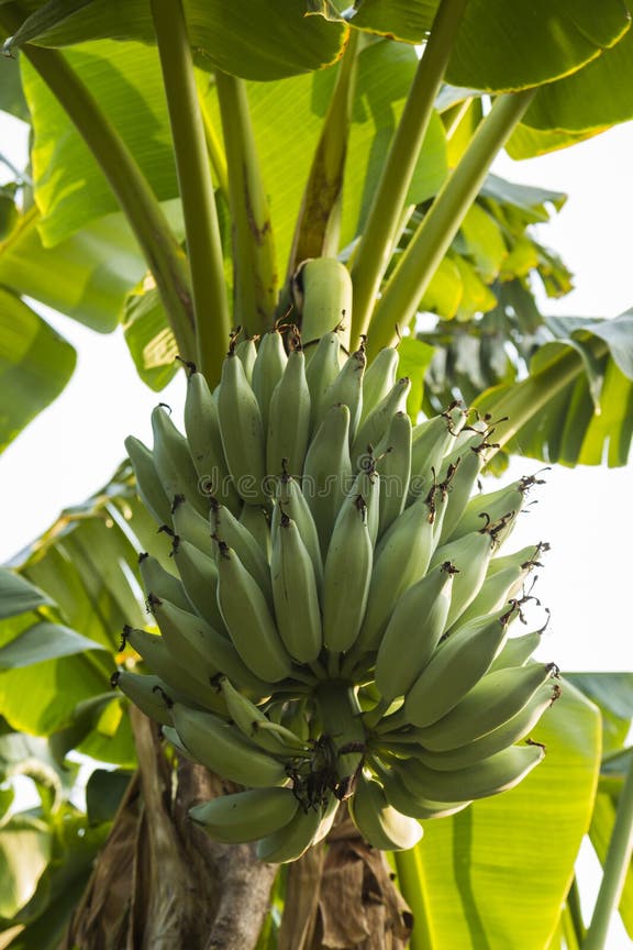 Raw banana bundle from low stock image. Image of fresh - 248748509