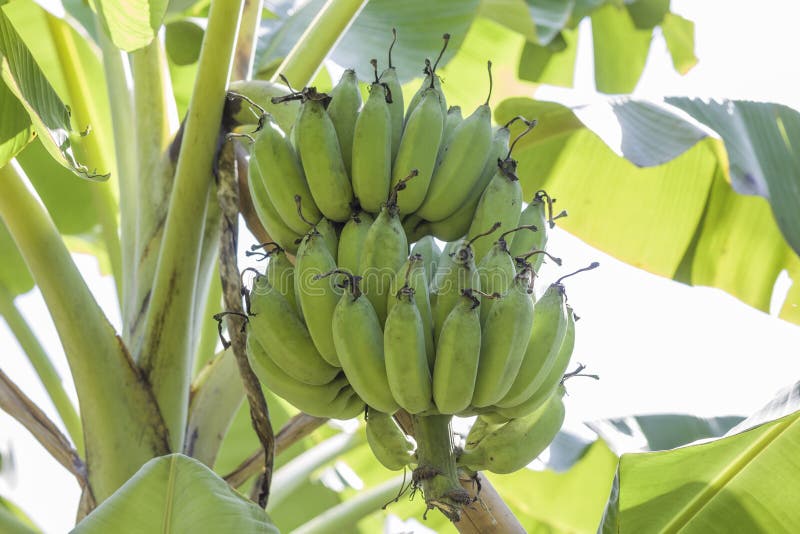 Raw Banana stock photo. Image of banana, group, fresh - 92971936