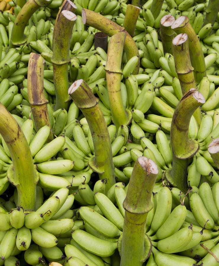 Raw banana stock image. Image of natural, agriculture - 40374247