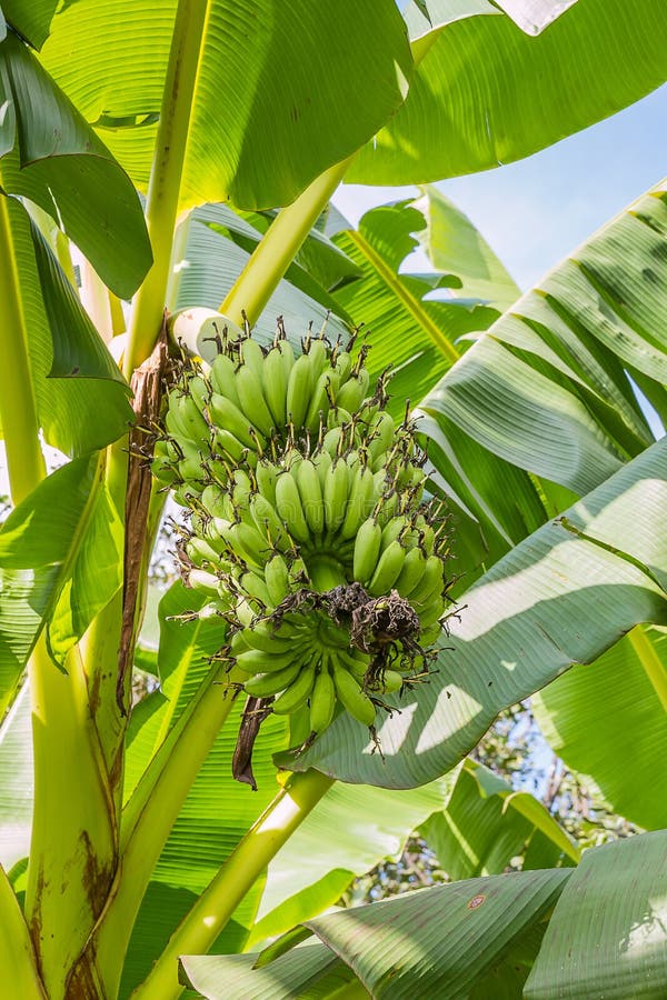 Raw banana stock image. Image of leaf, garden, fresh - 93525075