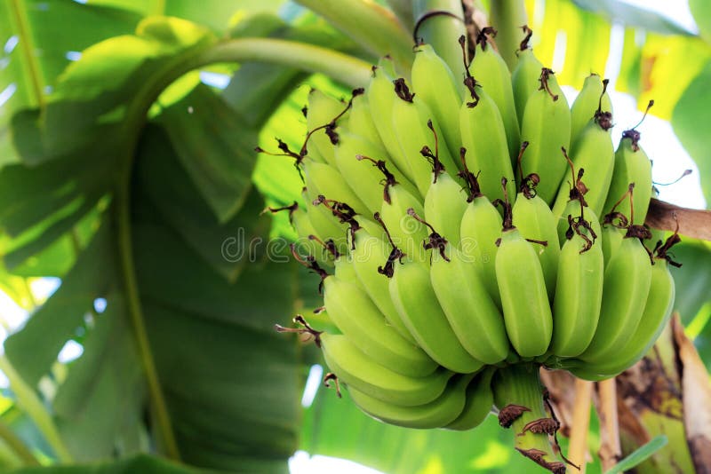 Raw banana on tree stock photo. Image of asian, natural - 268238800