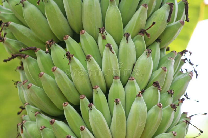 Raw Bananas Group,Pisang Awak Banana Stock Photo - Image of bananas ...