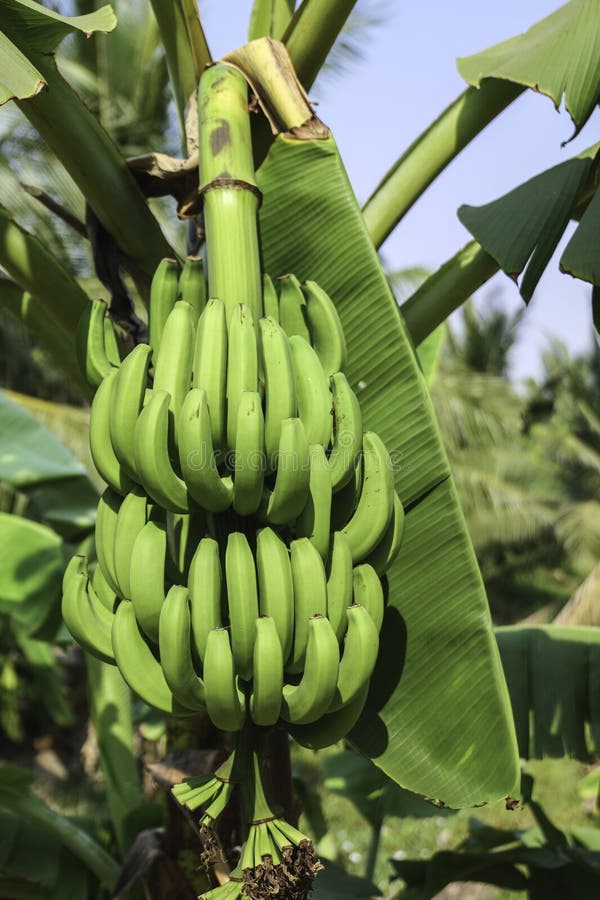 Raw Bananas are Growing on Trees in Farmers Fields. Stock Photo - Image ...