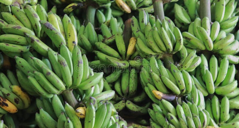 Raw Bananas and Ripe Bananas in One Place and Still Intact Not Cut ...