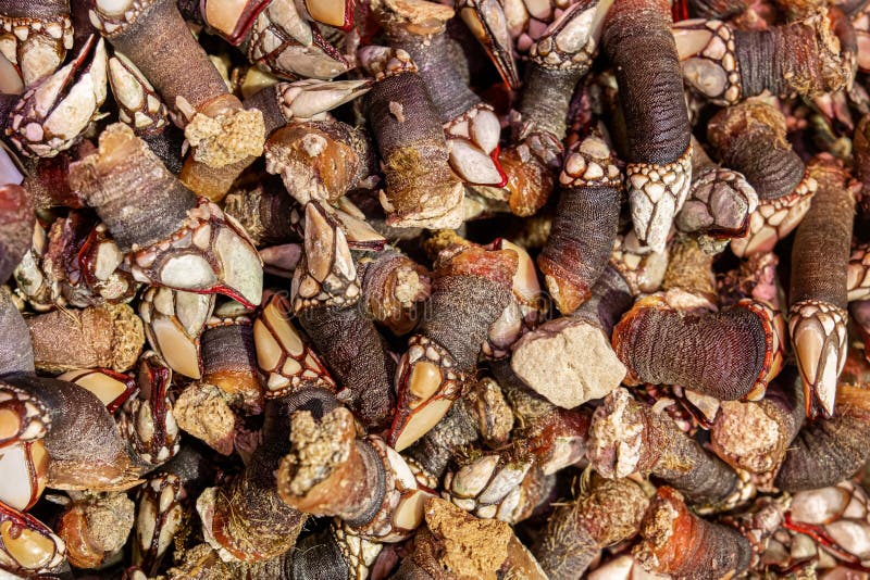 Raw Barnacles Up Close and Textured, Seafood Stock Image - Image of ...