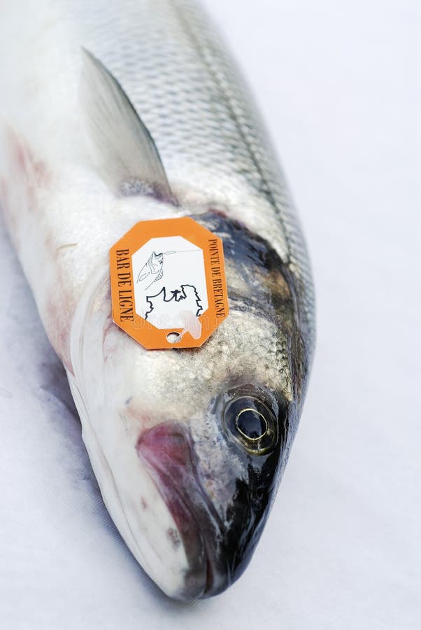 Raw bass editorial photo. Image of ingredient, fishing - 23706841