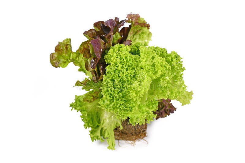 Salad with roots stock image. Image of green, purple - 124104417