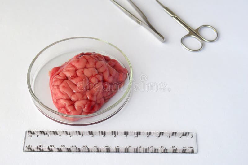Raw Beef Brain Displayed in Round Transparent Dish with Scale Ruler and ...