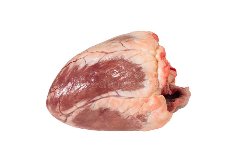 Raw Beef Heart Close-up Isolated on White Background. Side View Stock ...