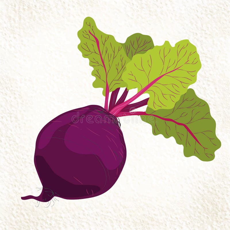 Vector Seamless Pattern with Cartoon Beets Isolated on White. Stock ...