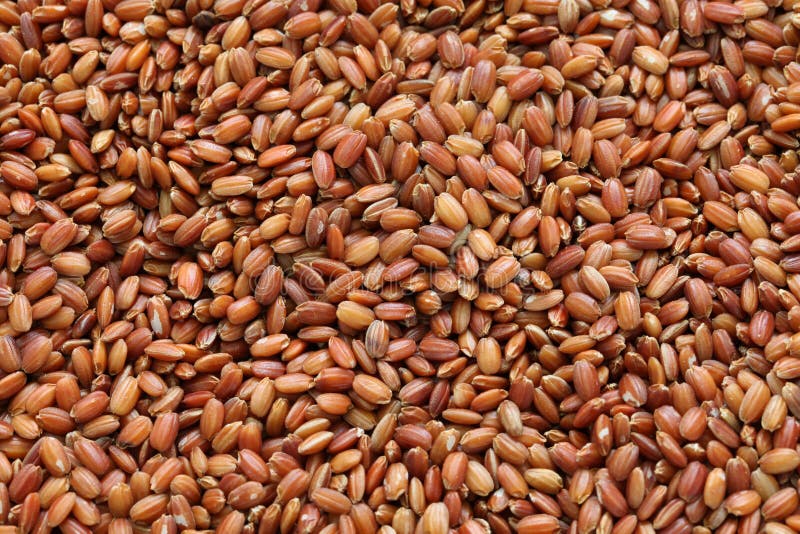 Raw bhutanese red rice stock photo. Image of healthy - 75758858