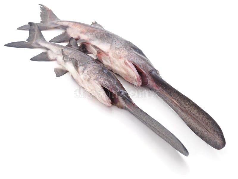 Raw Big Paddlefish Stock Photos - Free & Royalty-Free Stock Photos from ...