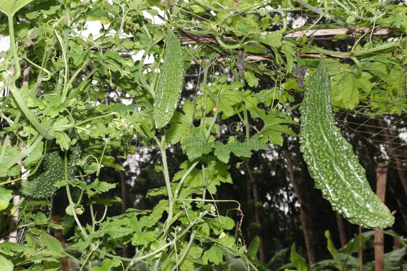 Raw bitter melon on tree stock image. Image of diet - 257376855