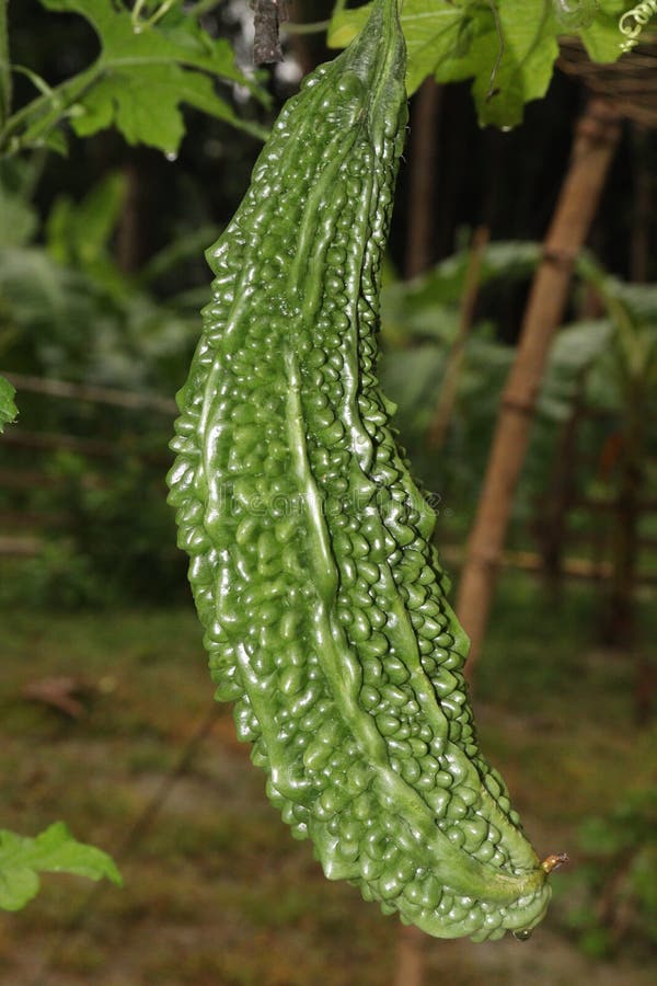 Raw bitter melon on tree stock image. Image of vegetarian - 257376881