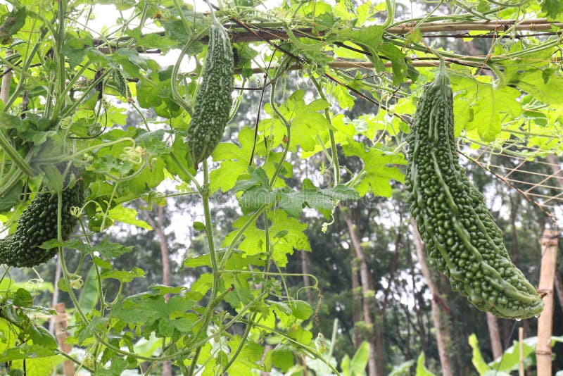 Raw bitter melon on tree stock image. Image of alimentary - 257376913