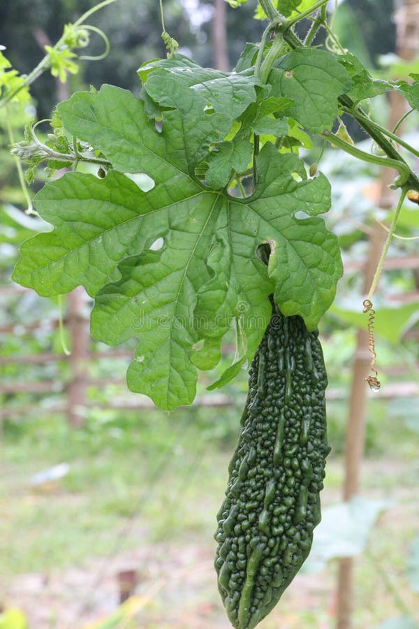 Raw bitter melon on tree stock image. Image of natural - 257376931
