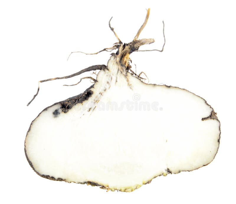 277 Radish Cross Section Stock Photos - Free & Royalty-Free Stock ...