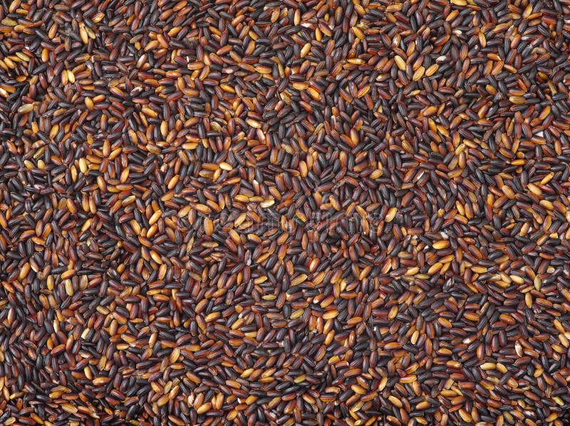 Raw Black rice stock photo. Image of vegetarian, blue - 101322528
