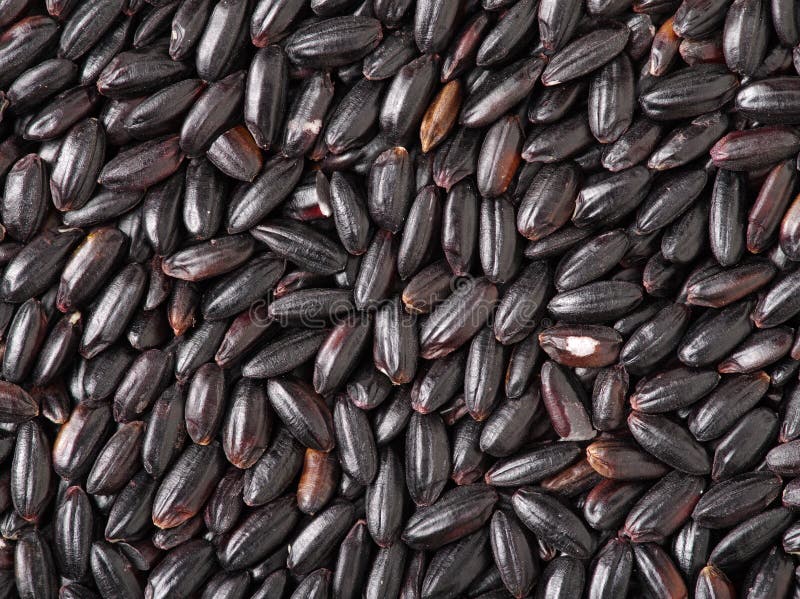 Raw Black rice stock image. Image of grain, people, east - 101322177
