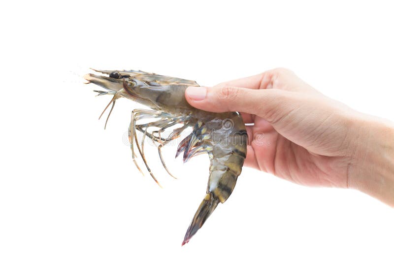 Black tiger prawns stock photo. Image of shrimp, jumbo - 1995288