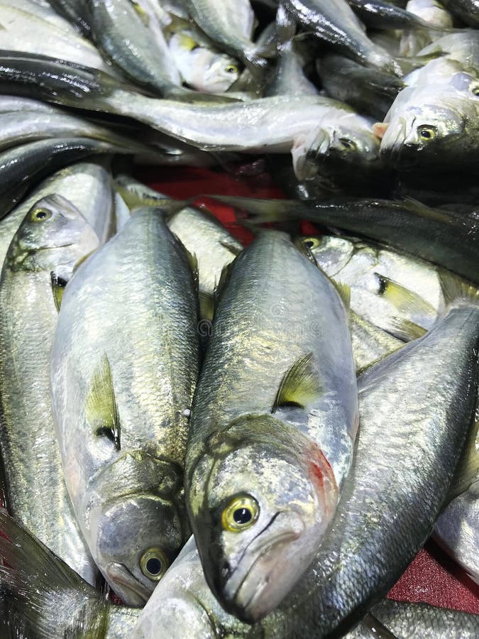 Omega Fer Stock Photos - Free & Royalty-Free Stock Photos from Dreamstime