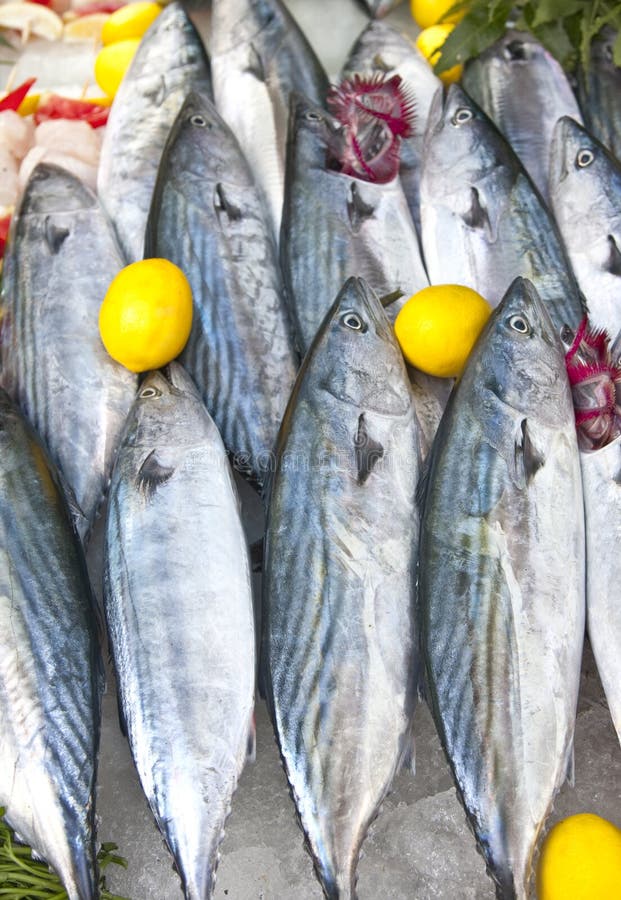 Raw Bonito Fish stock image. Image of hunter, cook, seafood - 16015673