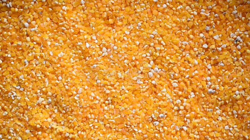 Raw Broken Dried Corn Kernels Stock Video - Video of bulgur, harvest ...