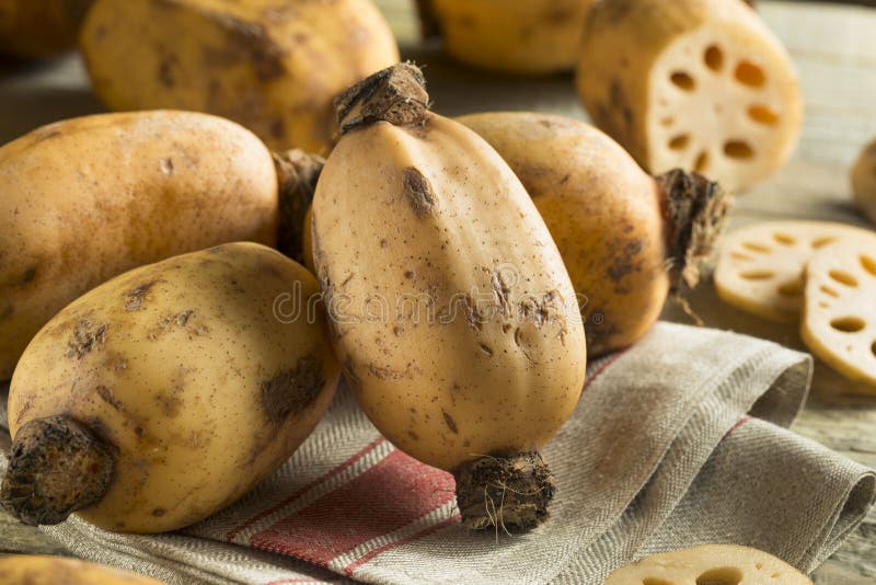 Raw Brown Organic Lotus Root Stock Photo - Image of holey, chinese ...