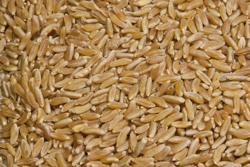 Raw brown rice stock photo. Image of chinese, crop, food - 28652964