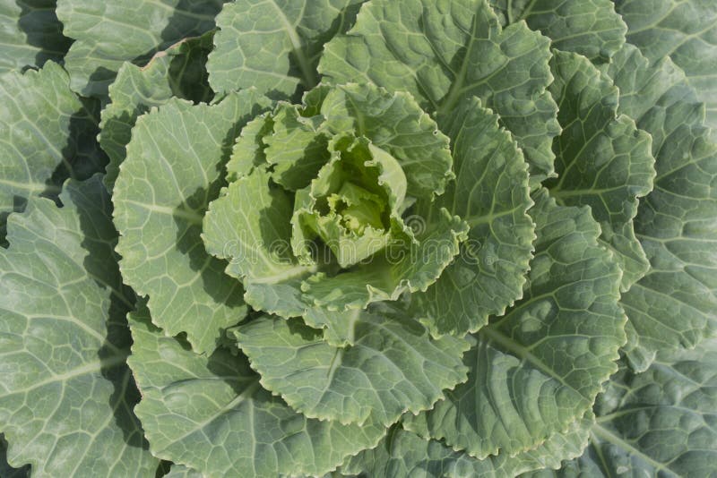 Cabbage Crops Grow On Soil. Cabbages On Farm Field. Vegetable ...