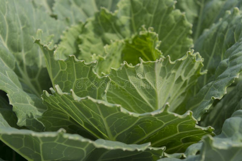 Raw cabbage crops stock image. Image of freshness, farm - 66452045