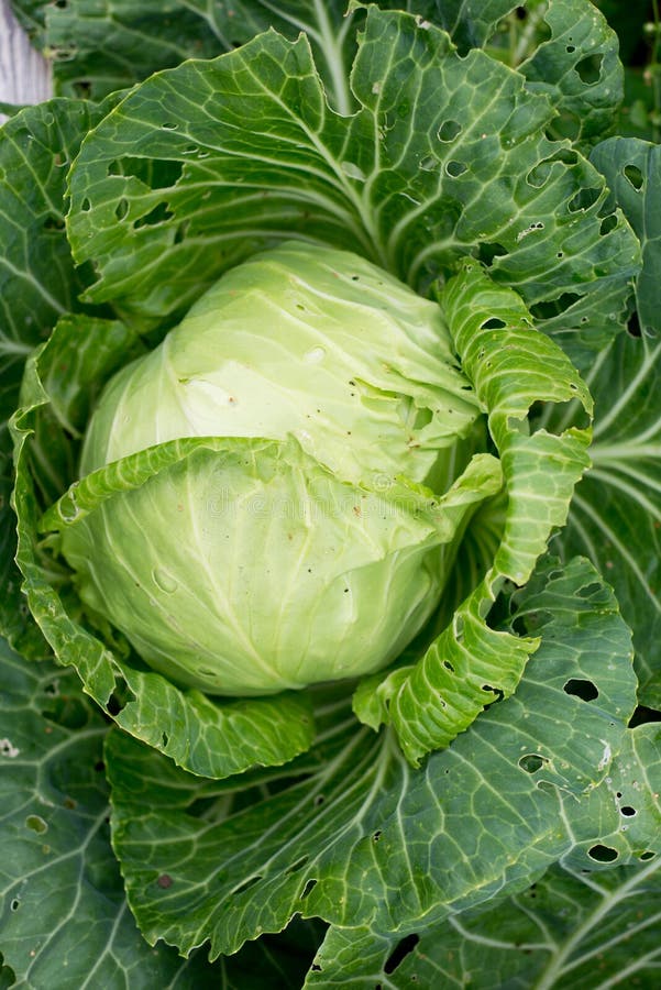 Raw Cabbage in the garden stock image. Image of harvest - 99669443