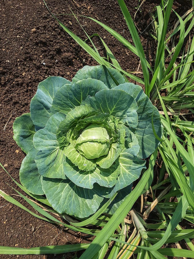 Raw Cabbage in Indian Farm.shot from Above Stock Photo - Image of ...