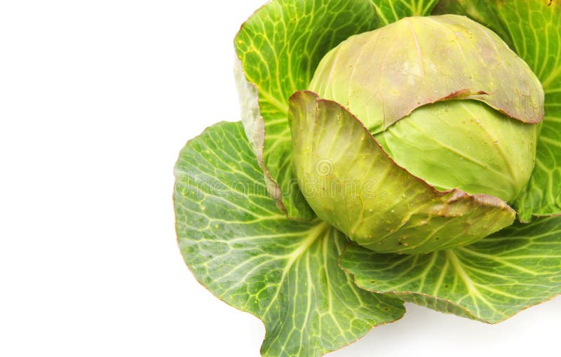 A Raw Cabbage stock photo. Image of nutrients, diet, antioxidant - 43246446