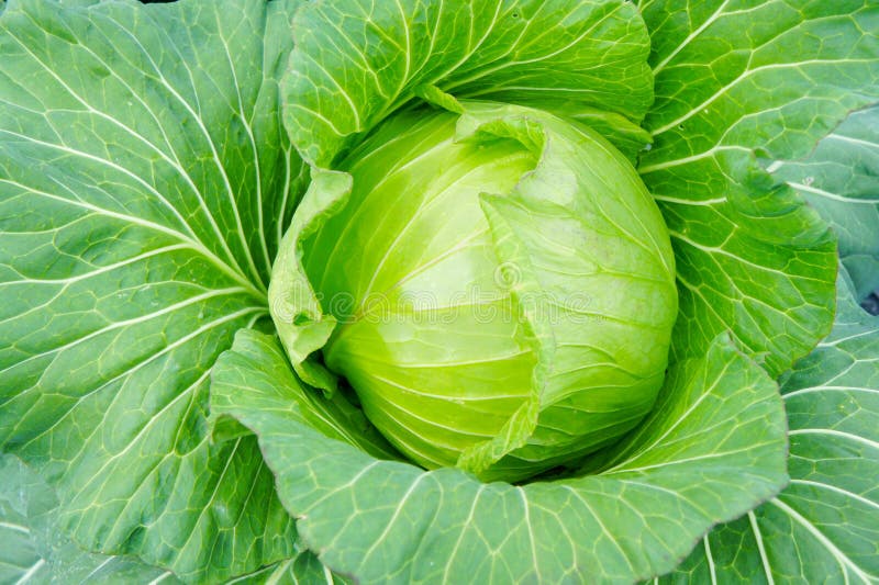 Raw cabbage stock photo. Image of food, round, salad - 52785286