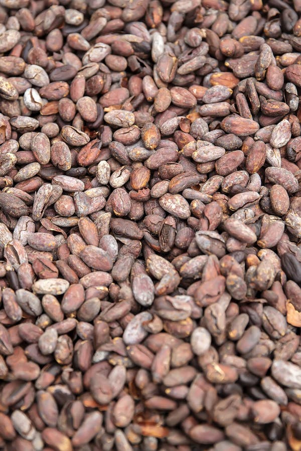 Raw cacao beans stock image. Image of healthy, balinese - 145861705