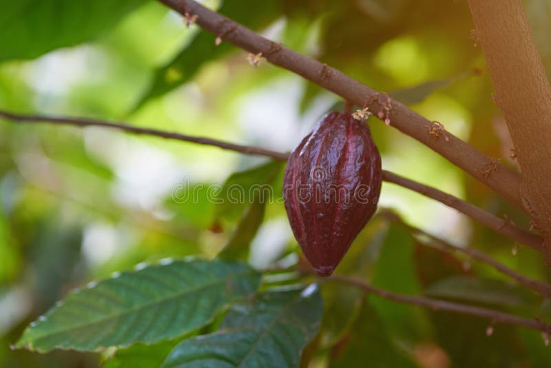 Raw cacao fruit pod stock image. Image of bean, nature - 135667789