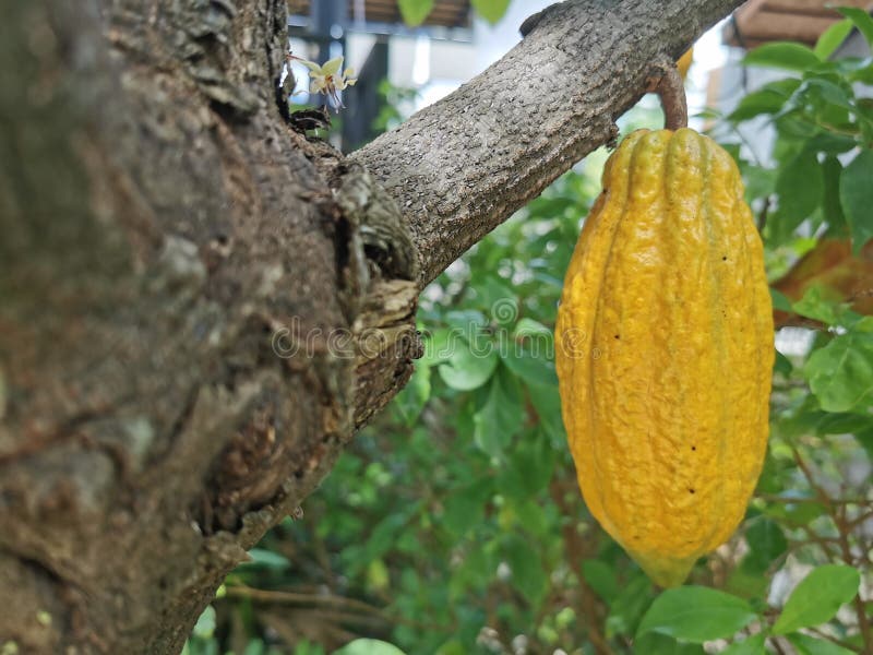 Raw Cacao with Natural Daylight Stock Image - Image of branch, food ...