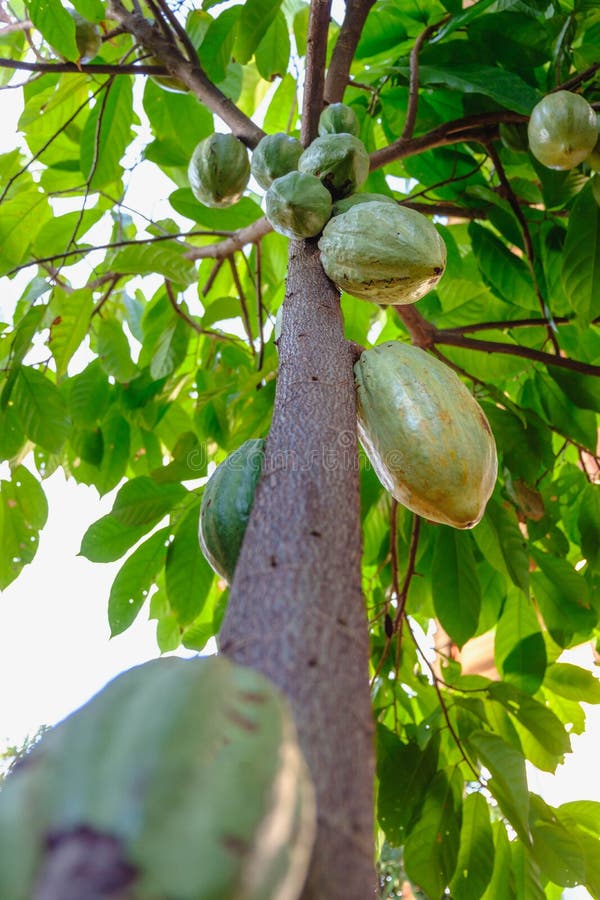.Raw Cacao Pods and Cocoa Fruit Trees in the Cocoa Plantation Stock ...