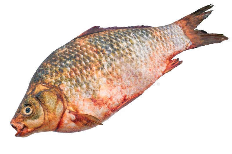 Raw Carp, Fish 3d Rendering with Realistic Texture Stock Illustration ...