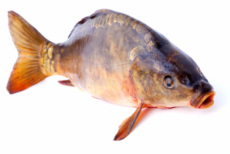 Mirror carp river fish stock photo. Image of cuisine - 49138774