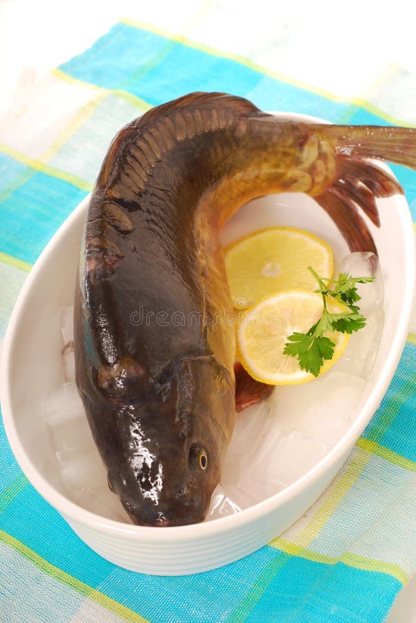 Raw carp ready to prepare stock image. Image of poland - 21469121
