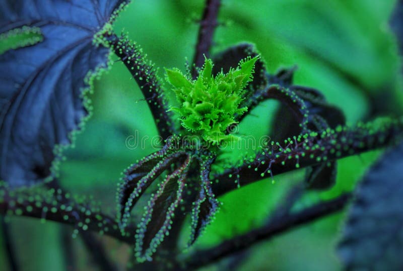 Raw castor oil leaves stock photo. Image of leaves, plant - 343530868