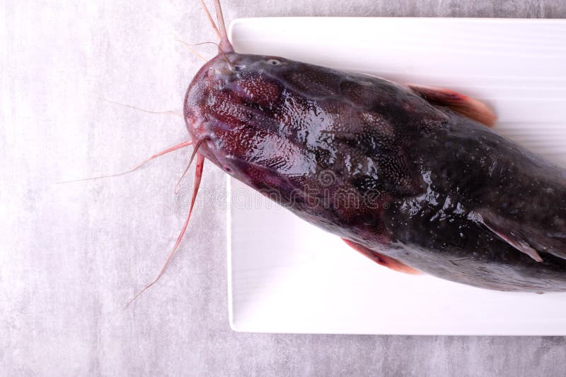 Raw Catfish Clarias Head. Freshly Caught Fish on White Plate Stock ...