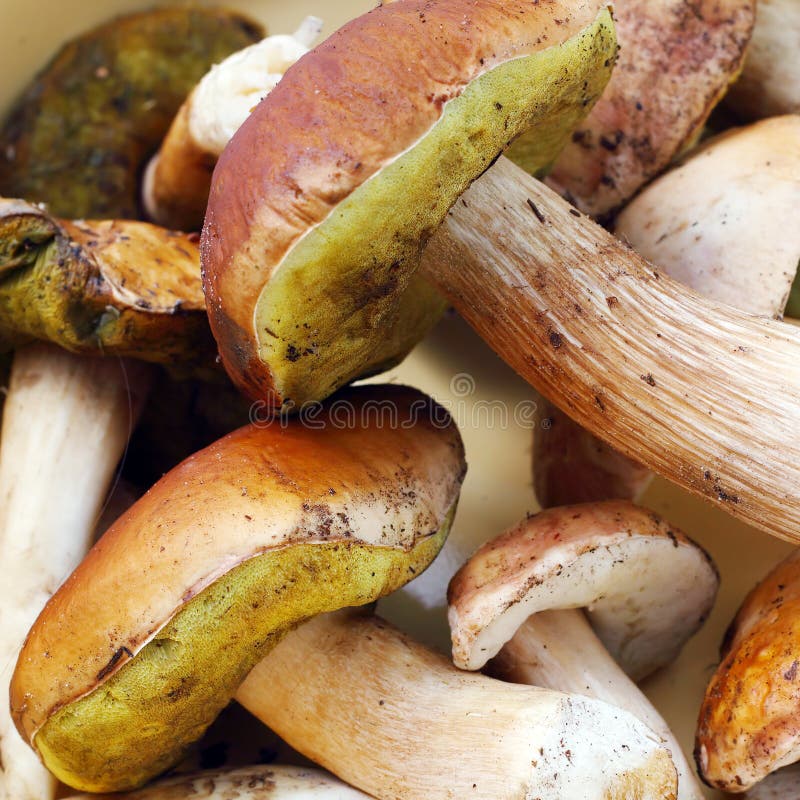 1,116 Raw Ceps Stock Photos - Free & Royalty-Free Stock Photos from ...