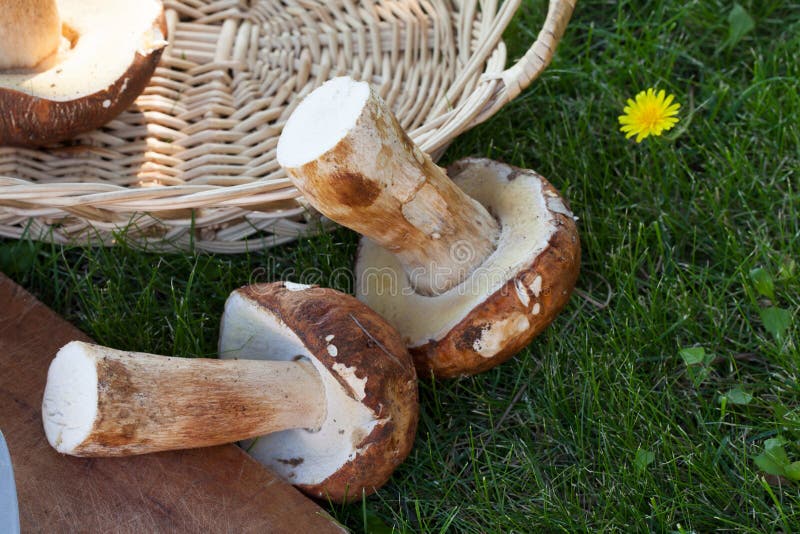 Raw Ceps stock photo. Image of fall, harvest, food, full - 77891176