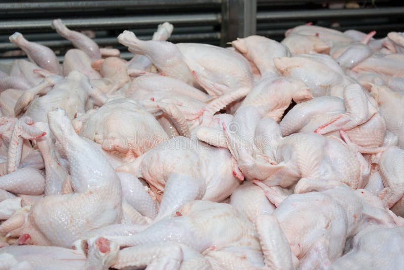 Raw chicken broilers stock image. Image of bird, cuisine - 25554233